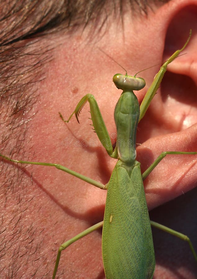 Praying mantis on face stock image. Image of praying, climb - 3301659