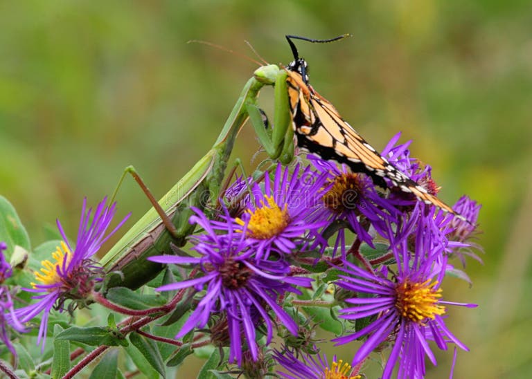 1,064 Praying Butterfly Stock Photos - Free & Royalty-Free Stock Photos ...