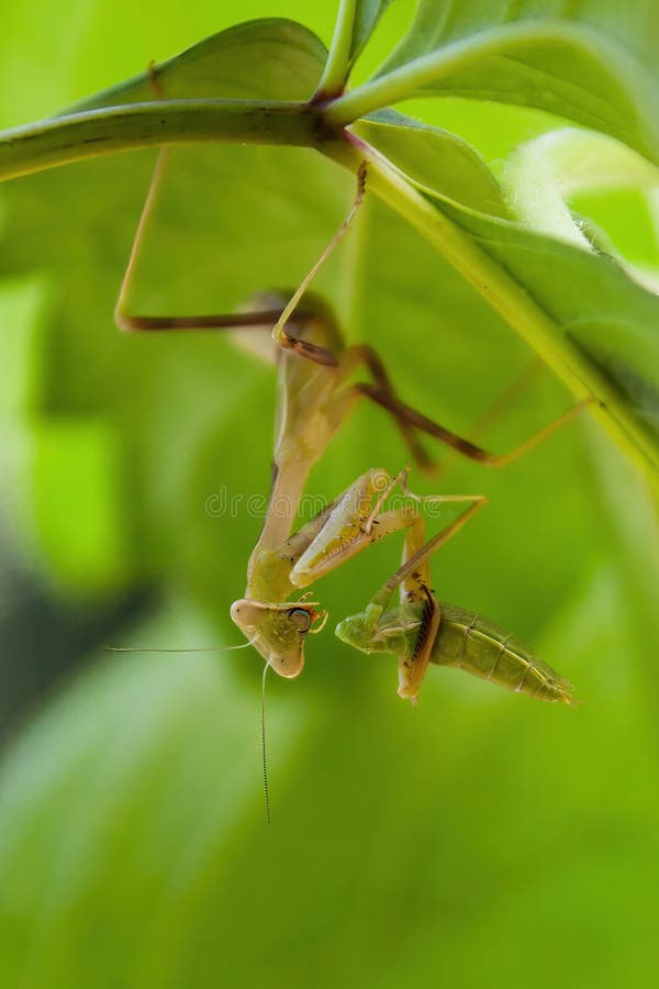 Praying Mantis Feeding in the Shade Stock Photo - Image of leaf, mantis ...