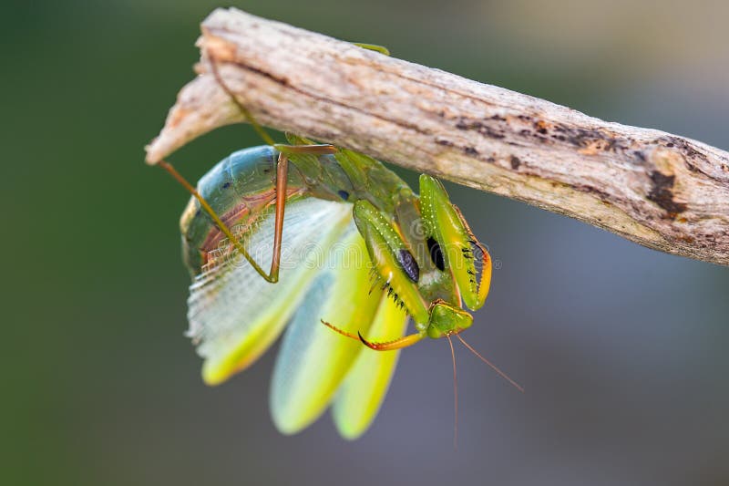 2,276 Praying Position Photos - Free & Royalty-Free Stock Photos from ...