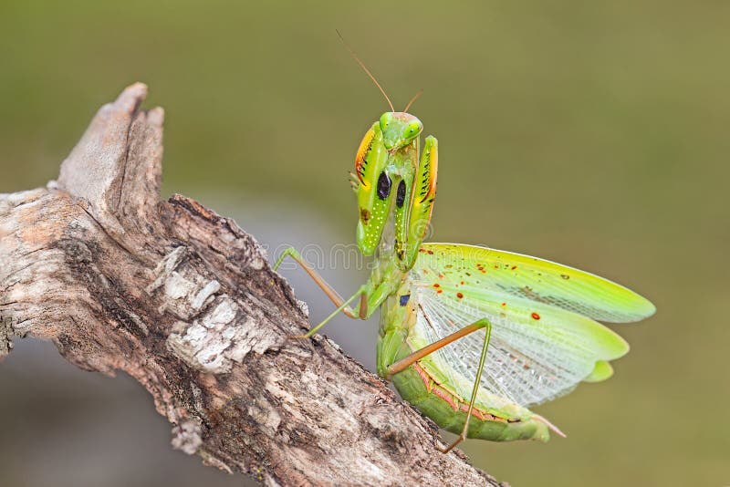Praying Mantis - Female in Defensive Position Stock Image - Image of ...