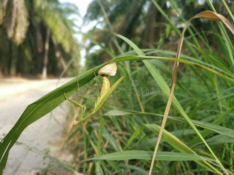Praying Mantis Egg Sac Stock Photos - Free & Royalty-Free Stock Photos ...