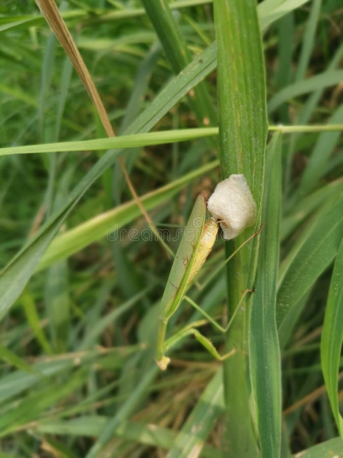 Praying Mantis Egg Sac Stock Photos - Free & Royalty-Free Stock Photos ...