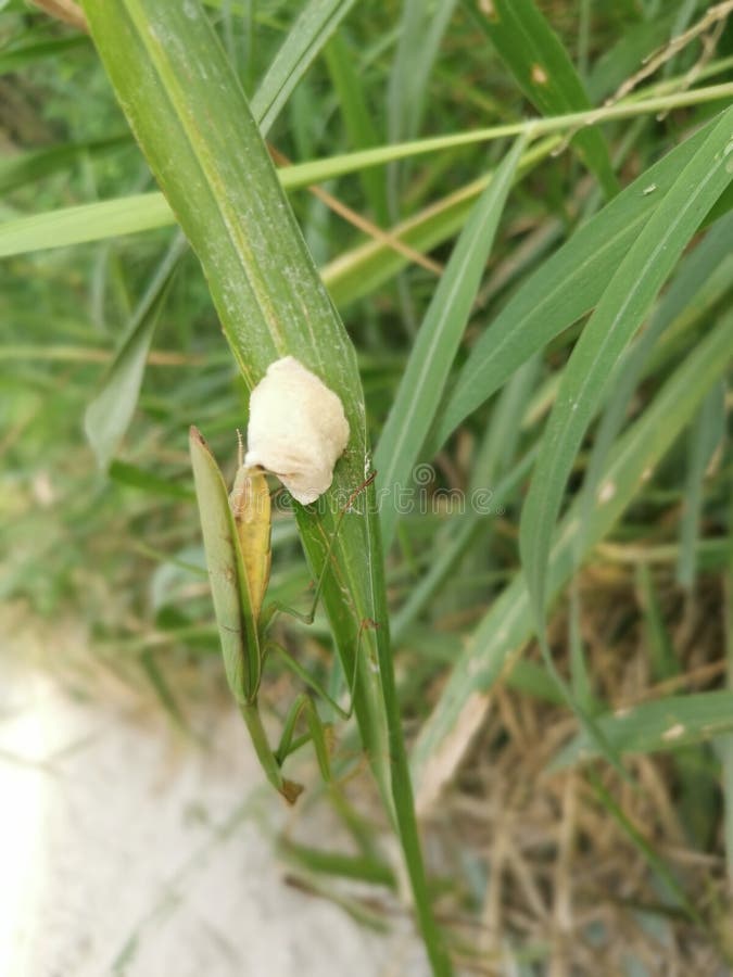 Praying Mantis Egg Sac Stock Photos - Free & Royalty-Free Stock Photos ...