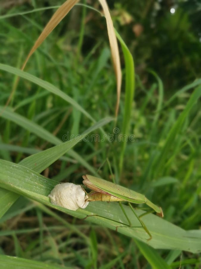 Praying Mantis Egg Sac Stock Photos - Free & Royalty-Free Stock Photos ...