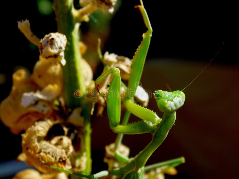 Praying Mantis Female Posing Karate Chinese Stock Photos - Free ...