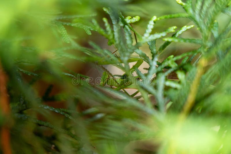 Praying Mantis on a Fir Tree. Praying Mantis on a Green Background ...