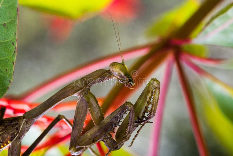Texas Praying Mantis Stock Photos - Free & Royalty-Free Stock Photos ...
