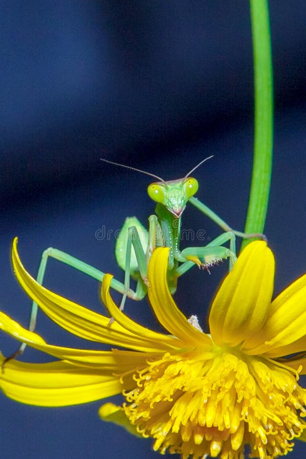 Praying mantis and flower stock image. Image of nature - 37918705