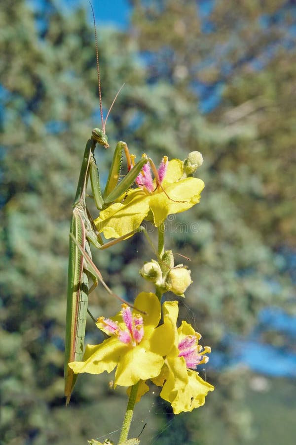Praying Mantis on Flower of Mullein Sinuous Stock Photo - Image of ...