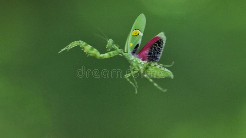 A praying mantis flying stock image. Image of background - 155338485