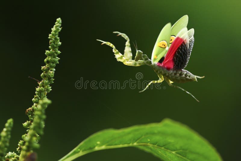 Praying mantis flying stock image. Image of color, colorful - 137679049