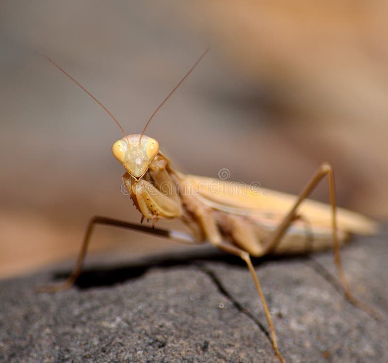 Praying mantis stock image. Image of arthropods, face - 80068103