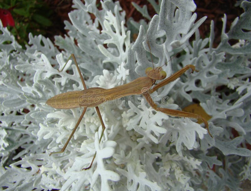 Praying Mantis in the Garden during Summer Stock Photo - Image of legs ...