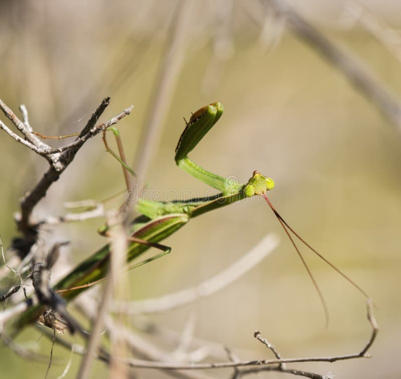 Praying Mantis on Grass stock photo. Image of close, leaf - 59193784