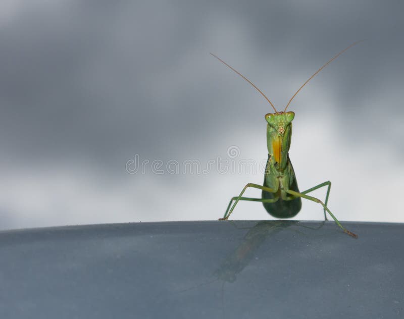 Praying Mantis Gray Surface Stock Photos - Free & Royalty-Free Stock ...