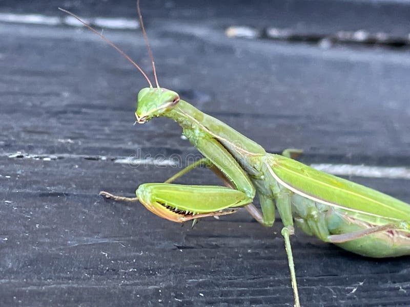 Praying Mantis Green 01 stock photo. Image of outdoor - 325741614