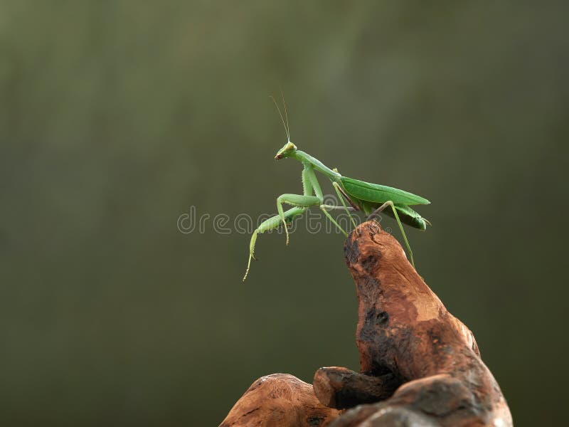 Praying Mantis on a Green Background. the Insect Hunts Stock Image ...