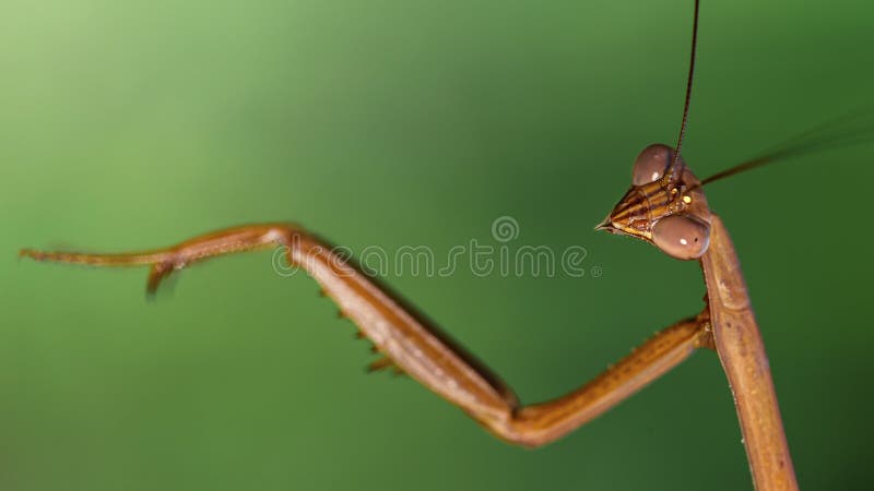 313 Praying Mantis Macro Mandible Stock Photos - Free & Royalty-Free ...