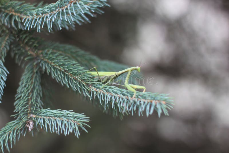 Pine Mantis Stock Photos - Free & Royalty-Free Stock Photos from Dreamstime