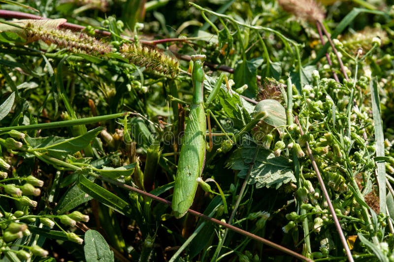 Praying Mantis in Green Grass Stock Image - Image of small, close ...