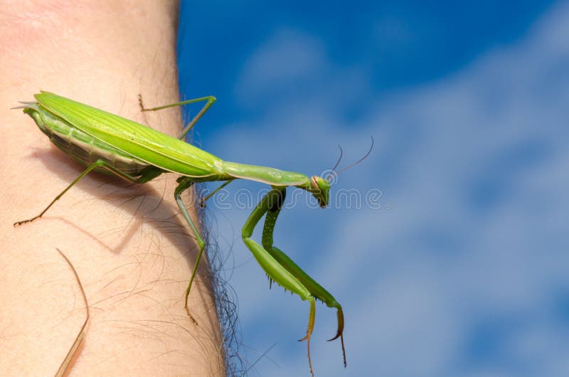 Praying mantis stock image. Image of macro, person, hand - 49081001