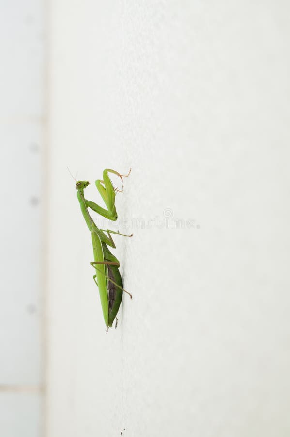 Praying Mantis, Green Mantis Religiosa on a White Wall Stock Photo ...