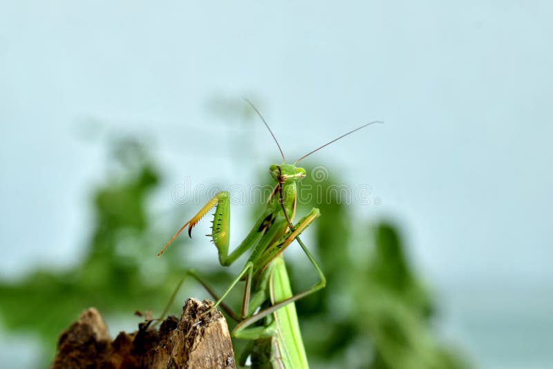 Green Praying Mantis, Taken from the Side. Stock Image - Image of ...