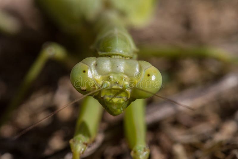 Praying Mantis stock photo. Image of mantidae, antenna - 84036512