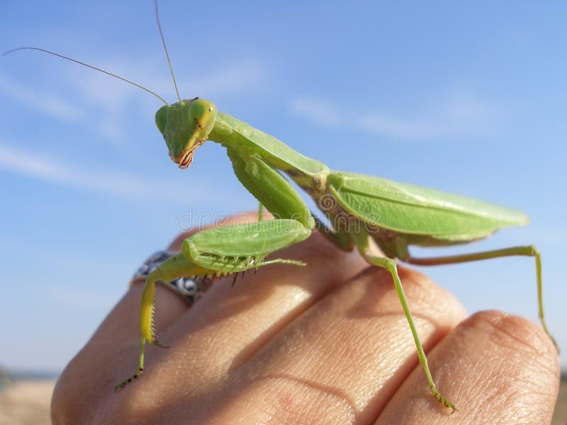 Praying Mantis in the Hand on Sky Background Stock Image - Image of ...