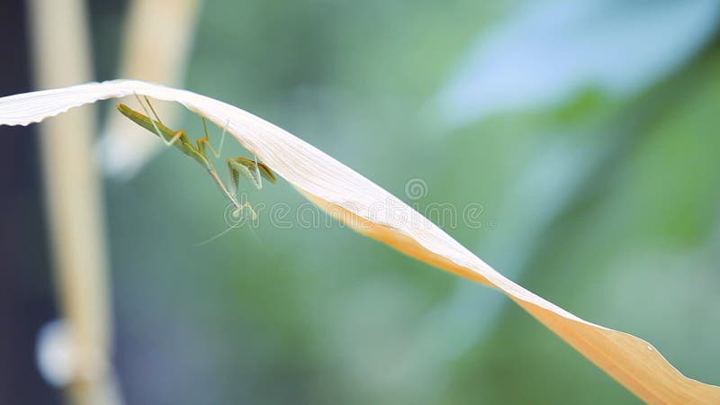 Praying Mantis Hangs Upside Down Looks at Camera Stock Video - Video of ...