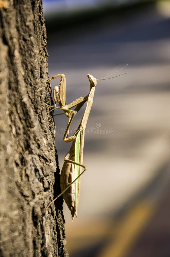 Mantis stock photo. Image of mantis, knivesoh, rind - 100544466