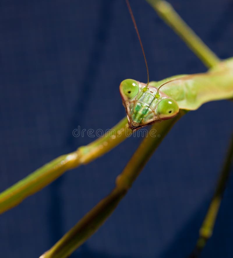 Praying Mantis head stock image. Image of mantodea, praying - 16431347