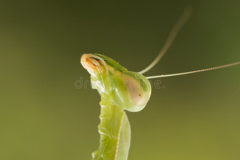 Praying Mantis Head Macro Picture. Image: 6229495