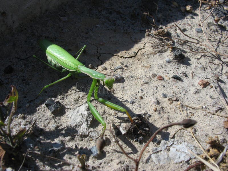 The Praying Mantis Hid from the Sun. Stock Photo - Image of green, road ...