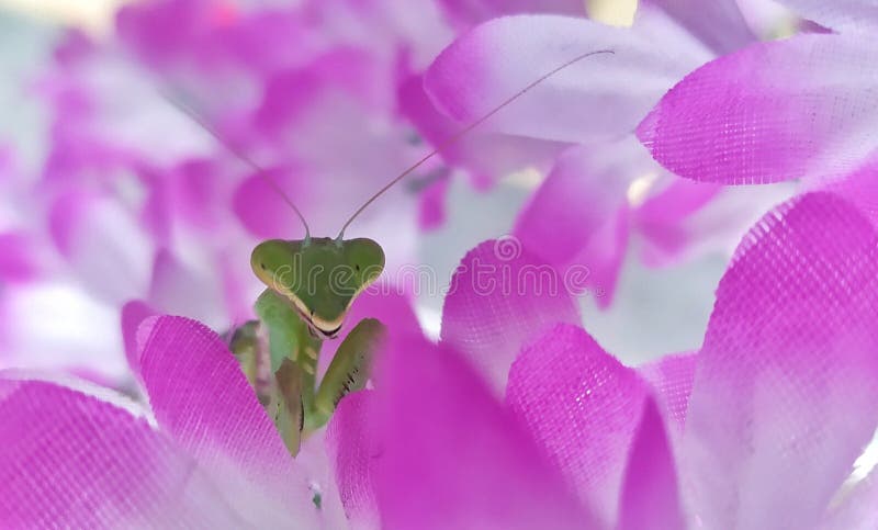 Praying Mantis Hiding Behind Paper Flowers, Sumenep June 2020. Stock ...
