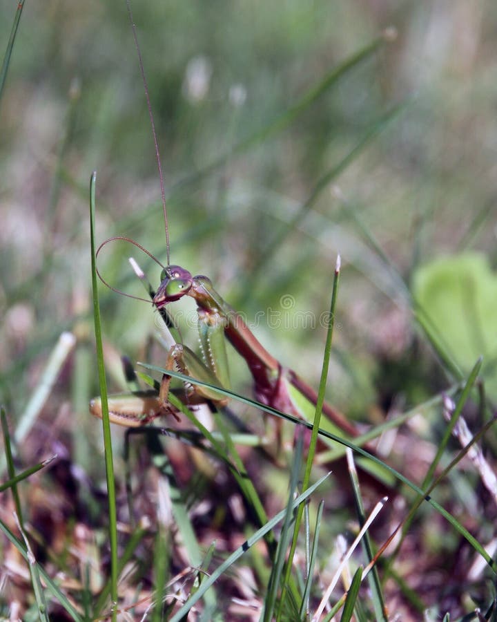 Praying Mantis stock image. Image of weeds, beneficial - 34534337