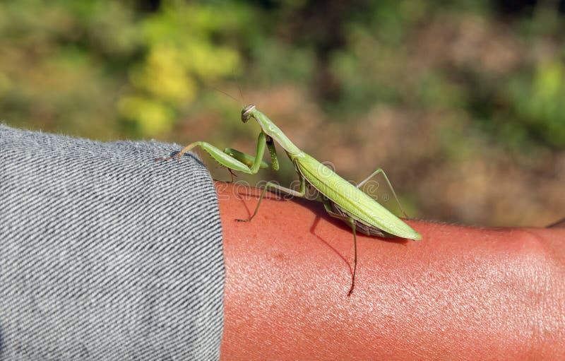 A Praying Mantis on Human Hand Closeup Stock Image - Image of hand ...