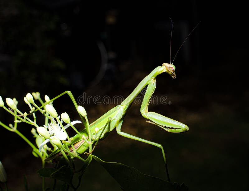 Praying mantis stock photo. Image of anthropod, dark - 163411738