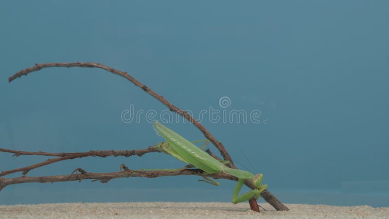 The Praying Mantis Hunts, Catches Prey, and Eats it. Stock Video ...