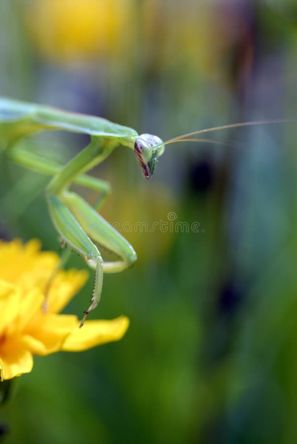 Praying Mantis Insect stock image. Image of garden, praying - 1062503