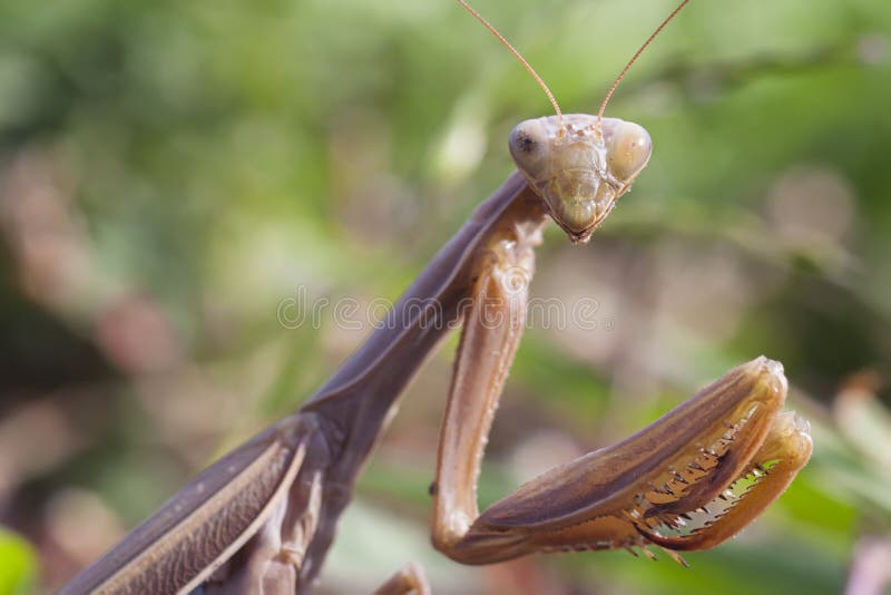 Praying Mantis insect stock photo. Image of animal, mantodea - 29009608