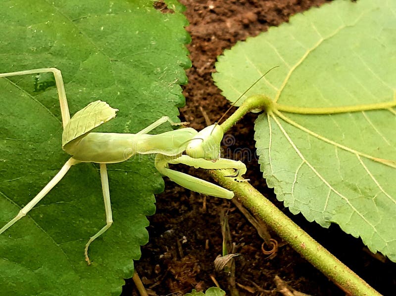 The Praying Mantis is an Insect that Belongs To the Order Mantodea ...