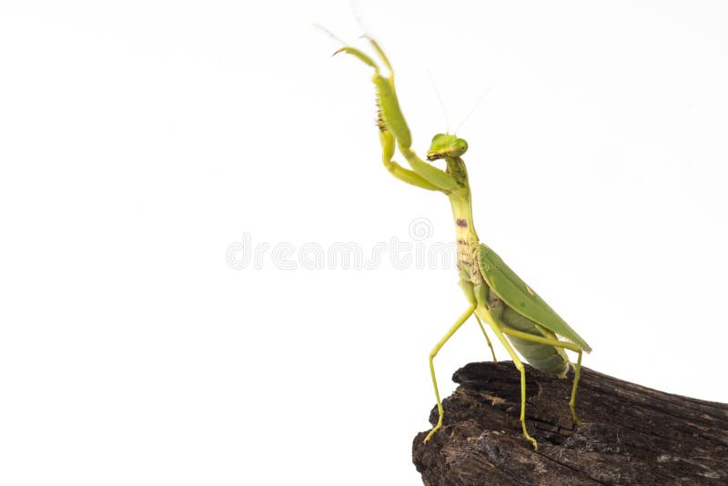 Praying Mantis Dance Stock Photos - Free & Royalty-Free Stock Photos ...