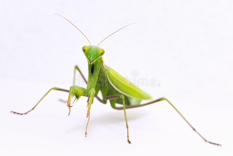 Praying mantis insect stock image. Image of wildlife - 136721125