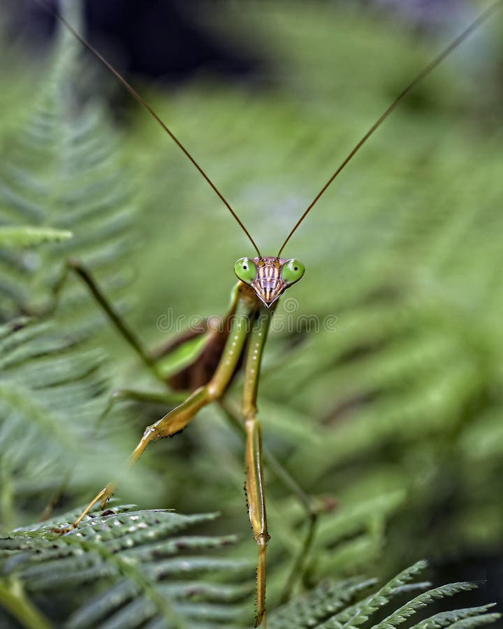 Mantis Insect Sits on Black Ground in Backlight Stock Photo - Image of ...