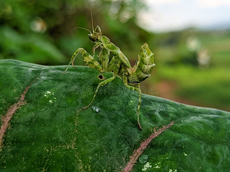 The Praying Mantis is an Insect of the Mantodea Order and is Usually ...