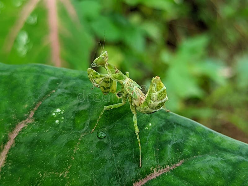 The Praying Mantis is an Insect of the Mantodea Order and is Usually ...