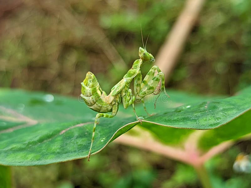 The Praying Mantis is an Insect of the Mantodea Order and is Usually ...