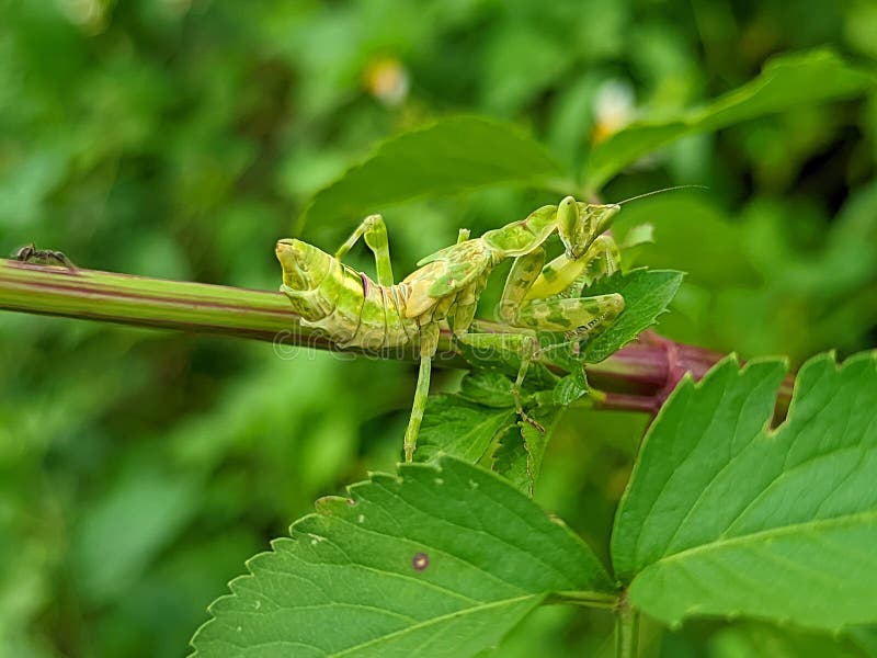 The Praying Mantis is an Insect of the Mantodea Order and is Usually ...